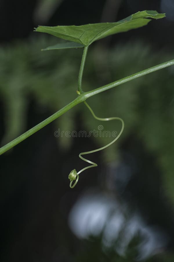 Close Shot of the Twisting Tendril Plant Stock Image - Image of jungle ...