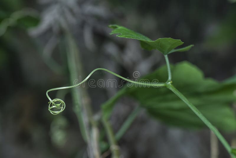 Close Shot of the Twisting Tendril Plant Stock Photo - Image of leaves ...