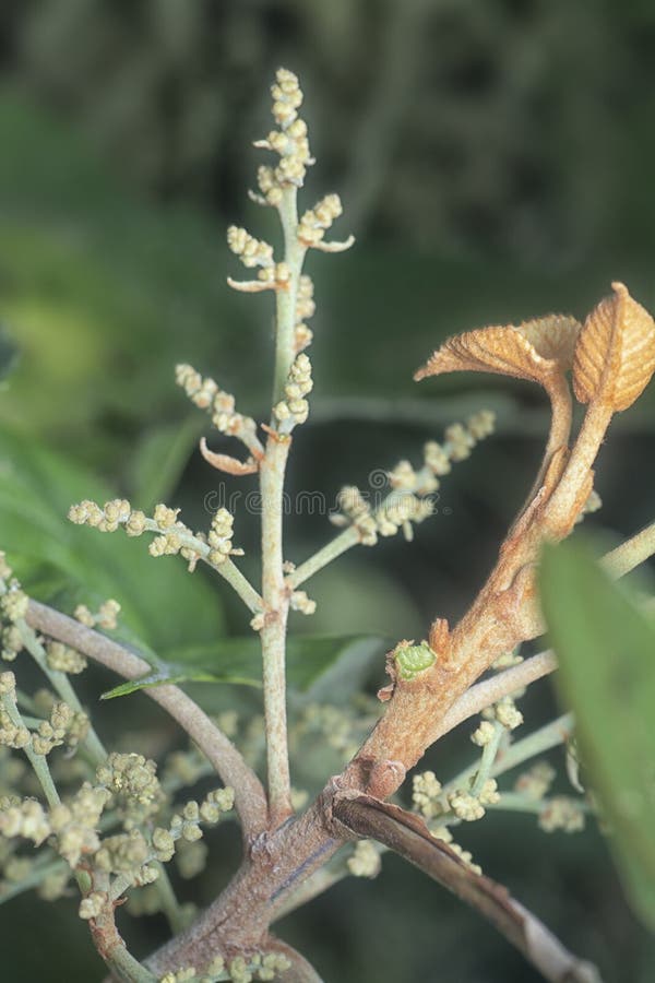 Mallotus Species Stock Photos - Free & Royalty-Free Stock Photos from ...