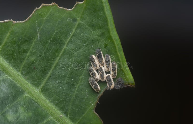 Close Shot of the Unknown Species Brown Garden Insect Eggs. Stock Image ...