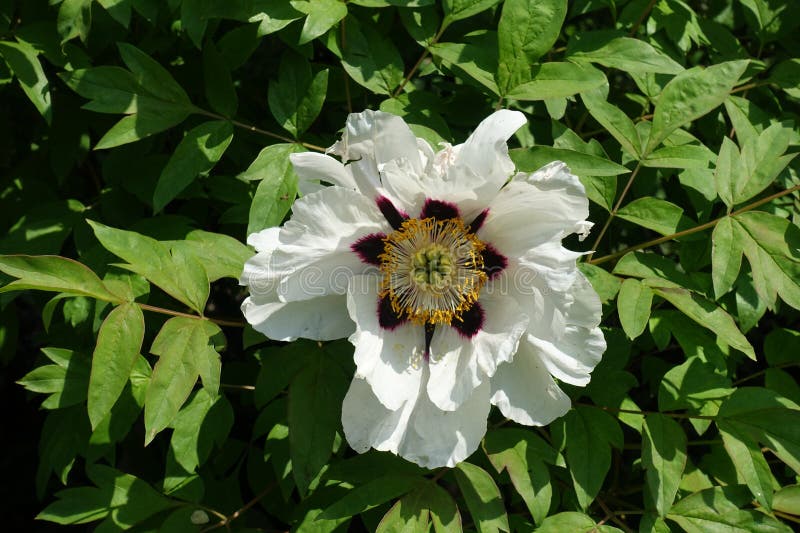 Close Shot of White Flower of Tree Peony in Mid May Stock Image - Image ...