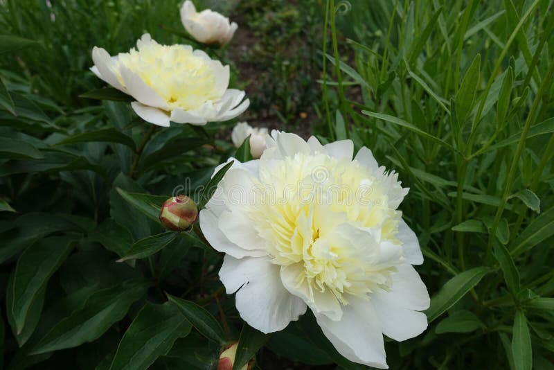 Close Shot of White Flowers of Peonies in May Stock Image - Image of ...