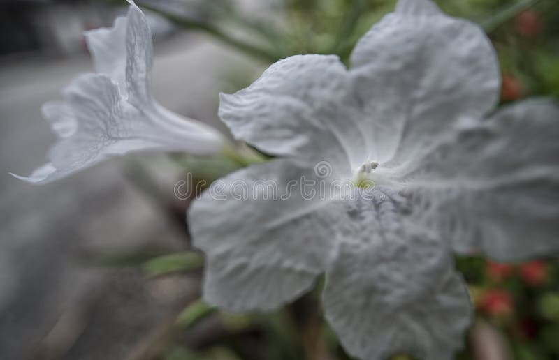 Close Shot of the White Ruellia Simplex Flower. Stock Photo - Image of ...