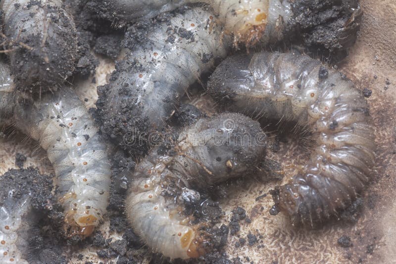 Close Shot of the White Soil Beetle Larvae Stock Photo - Image of hand ...