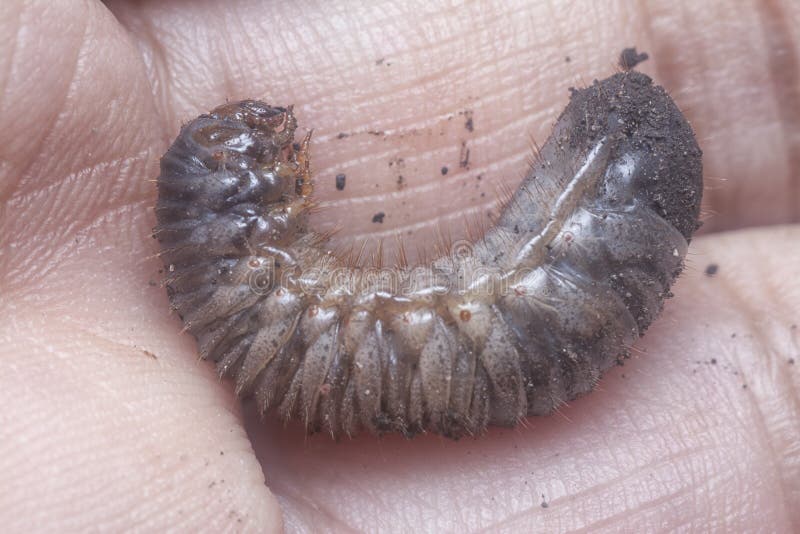 Close Shot of the White Soil Beetle Larvae Stock Photo - Image of fauna ...
