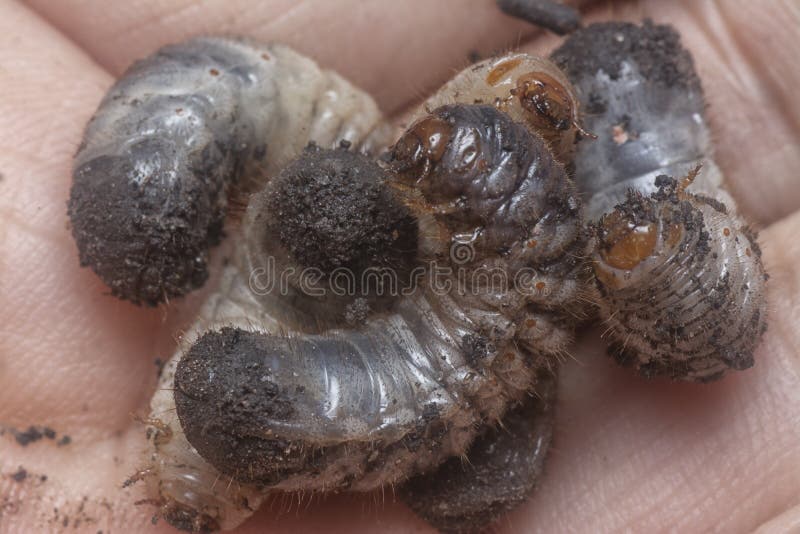 Close Shot of the White Soil Beetle Larvae Stock Image - Image of ...
