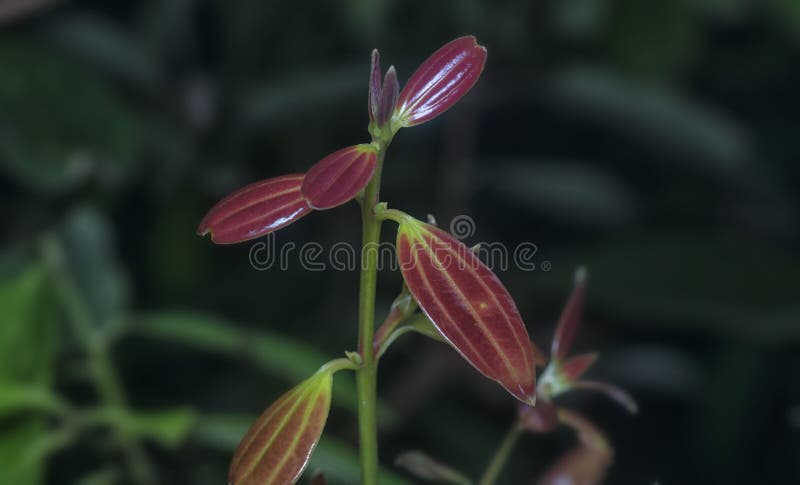 Close Shot of the Wild Cinnamomum Iners Shoots. Stock Photo - Image of ...