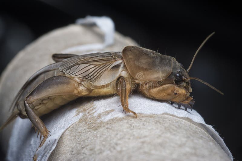 Close Shot of the Wild Mole Cricket. Stock Image - Image of ...