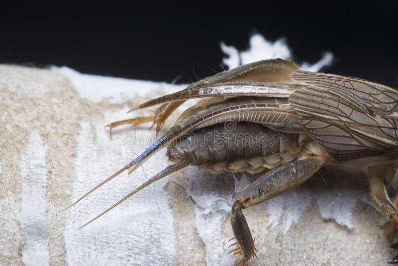 Close Shot of the Wild Mole Cricket. Stock Image - Image of dactyl ...
