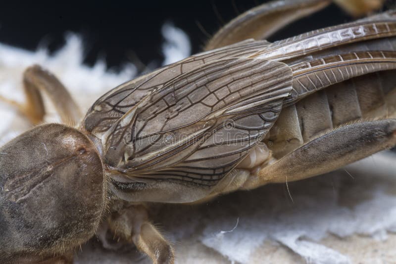 Close Shot of the Wild Mole Cricket. Stock Photo - Image of head, hind ...
