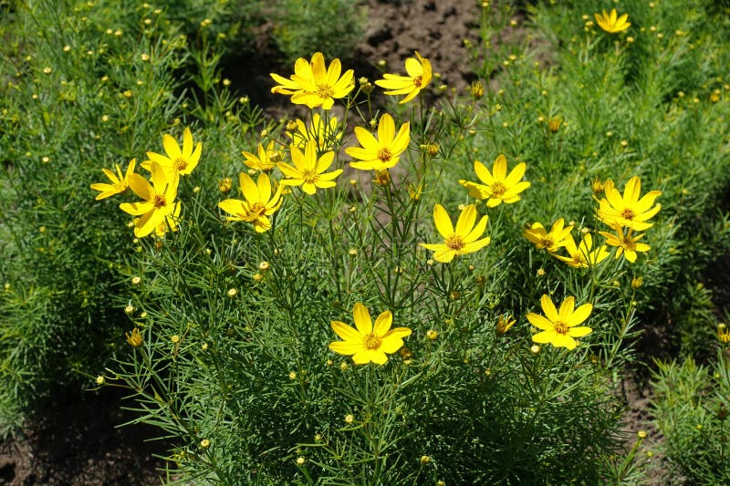 Close Shot of Yellow Flowers of Coreopsis Verticillata Stock Photo ...