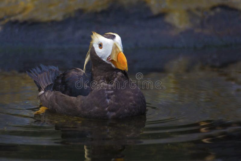 Close Side View of a Tufted Puffin Stock Photo - Image of copper ...