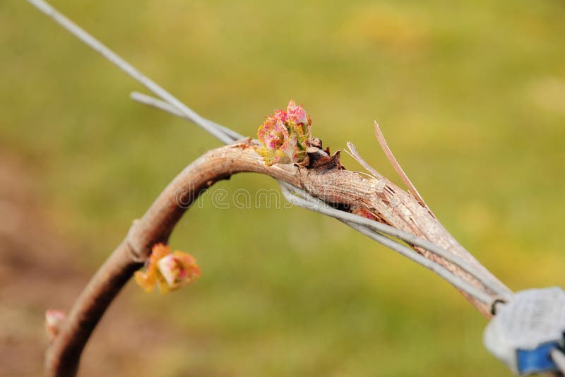 Close on Spring Grapevine stock image. Image of wine - 52813679