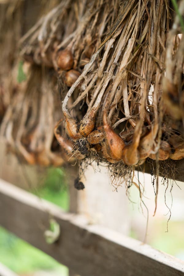 Close of spring onion root stock image. Image of gardening - 334250307