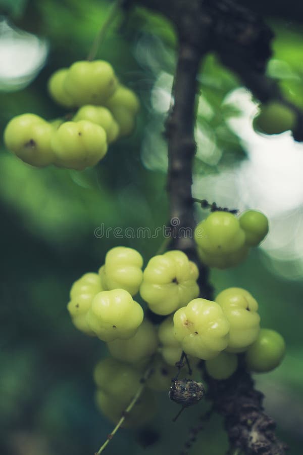 Star gooseberry stock photo. Image of gooseberry, citrus - 66461172