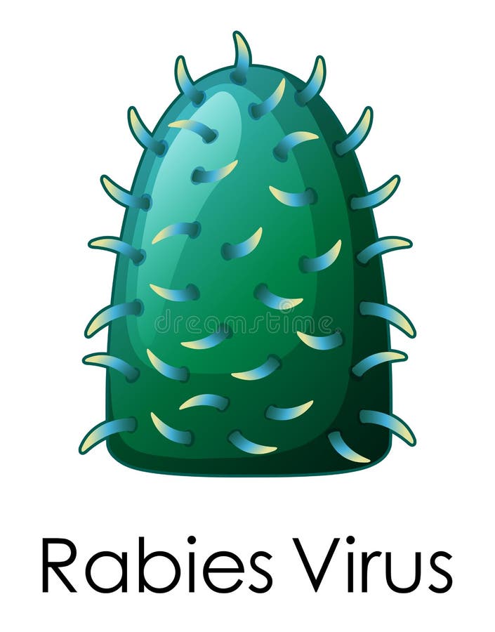 Rabies Virus or Rhabdovirus Stock Vector - Illustration of germs ...