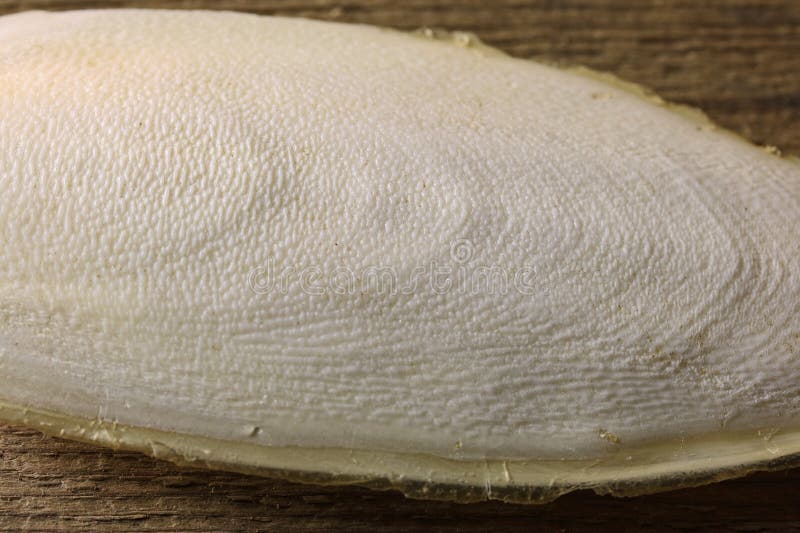 Cuttle Fish Shell with Patterned Texture Stock Image - Image of ...