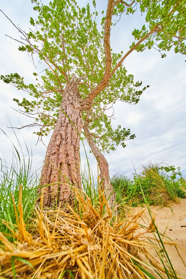Close To Tree with Bark Detail in Sand Dunes with Sand and Grasses ...