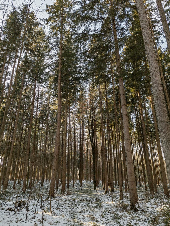 Close Trees in the Forest at Wintertime Stock Photo - Image of autumn ...