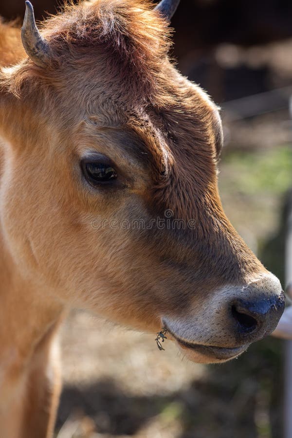 Close Up Portrait of a Brown Calf Stock Photo - Image of mammal ...