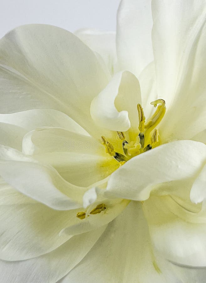 Glorious springtime tulips stock image. Image of backgrounds - 218145175