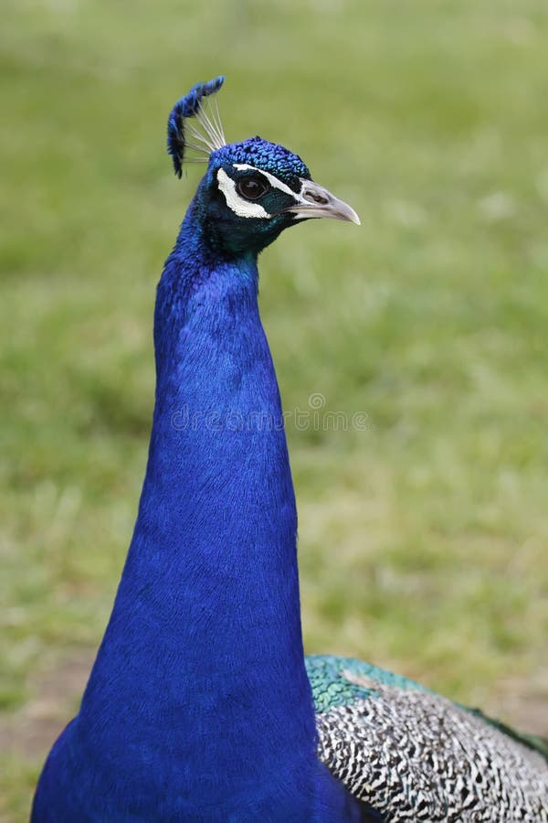Pauwclose-up Met Veel Details! Trotse Pauw! Stock Foto - Image of veer ...