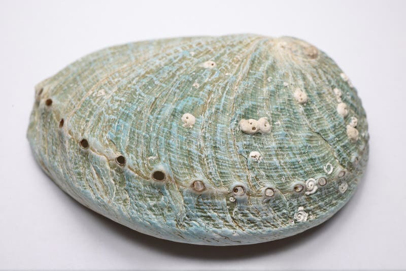 Close-up of an Abalone Shell Stock Photo - Image of texture, ocean ...