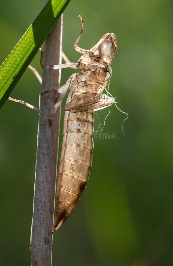Close-up of an Abandoned Shell of a Dragonfly Larva. the Dry Shell ...