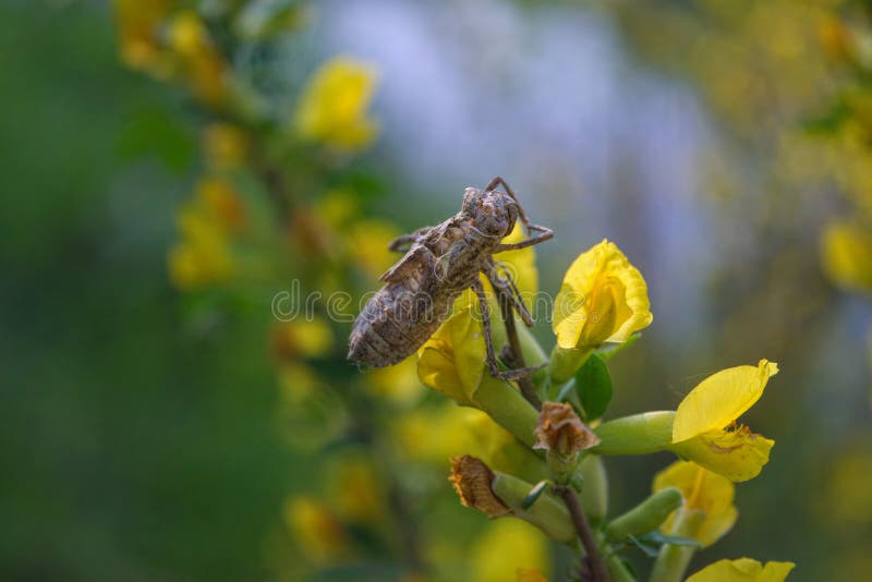 Close-up of an Abandoned Shell of a Dragonfly Larva. the Dry Shell ...