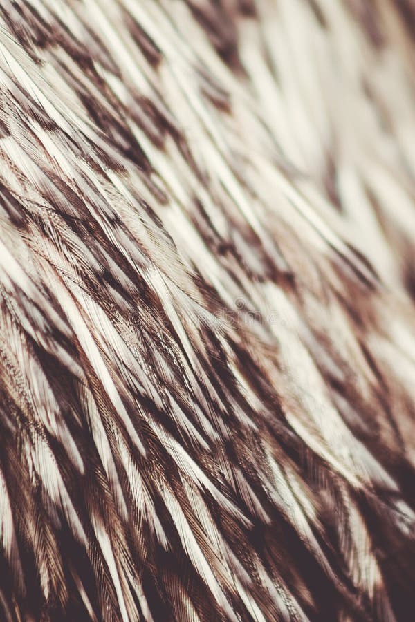Close Up Image of Emu Feather Detail Stock Image - Image of feather ...