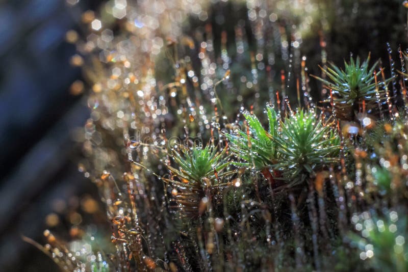 Close-up of Abstract Dew Drops on a Dry Plant with Variable Focus Stock ...