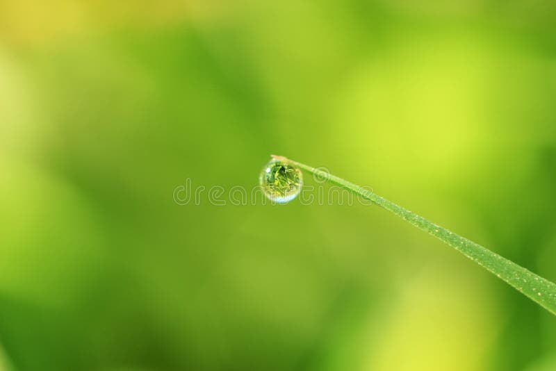 Close-up of Abstract Dew Drops on Grass with Variable Focus Stock Photo ...