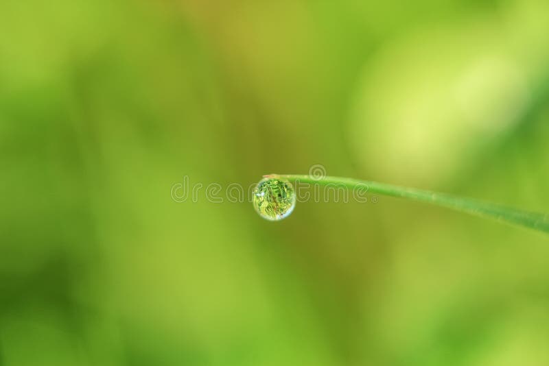 Close-up of Abstract Dew Drops on Grass with Variable Focus Stock Image ...