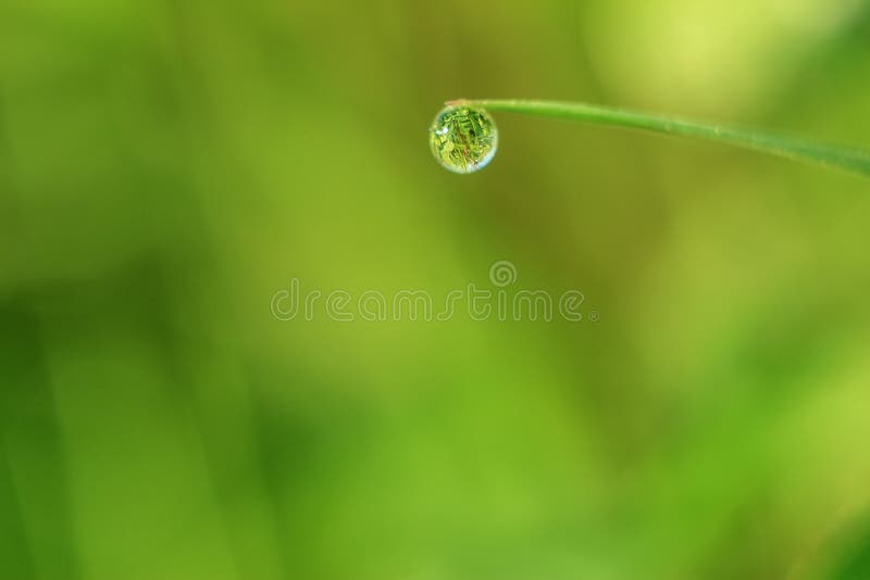 Close-up of Abstract Dew Drops on Grass with Variable Focus Stock Image ...