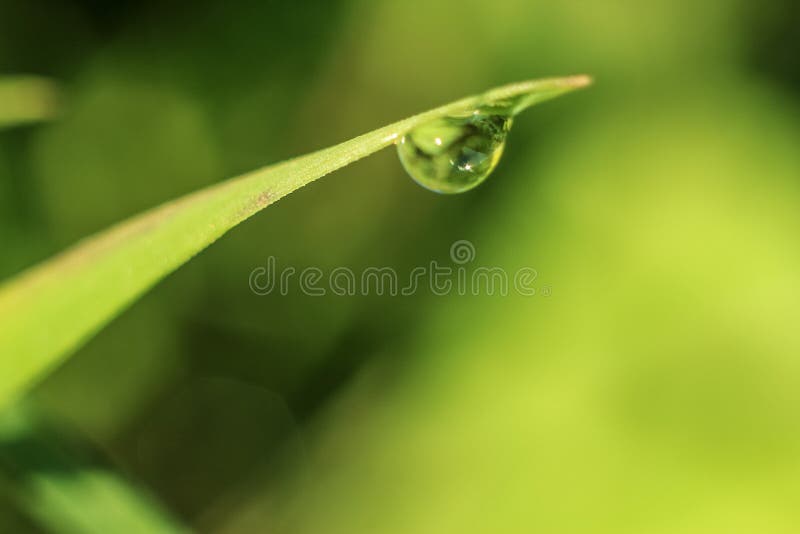 Close-up of Abstract Dew Drops on Grass with Variable Focus Stock Photo ...