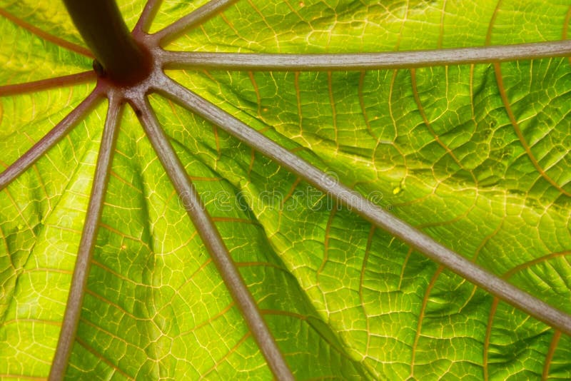 Close-up Abstract Leave Structure Stock Photo - Image of sheet, pattern ...
