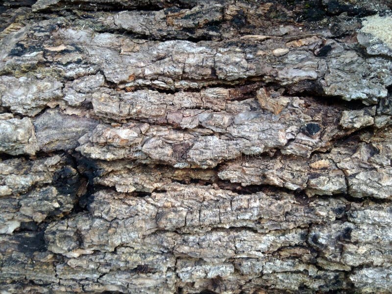 Close-up Close-up of Abstract Photo of Tree Bark Texture, Very Cool for ...