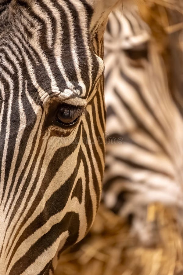A Close-up, Abstract View Captures the Iconic Black and White Stripes ...
