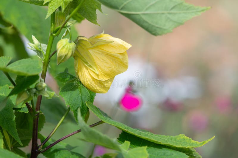 Abutilon Lemon Queen Flower Stock Image - Image of growth ...