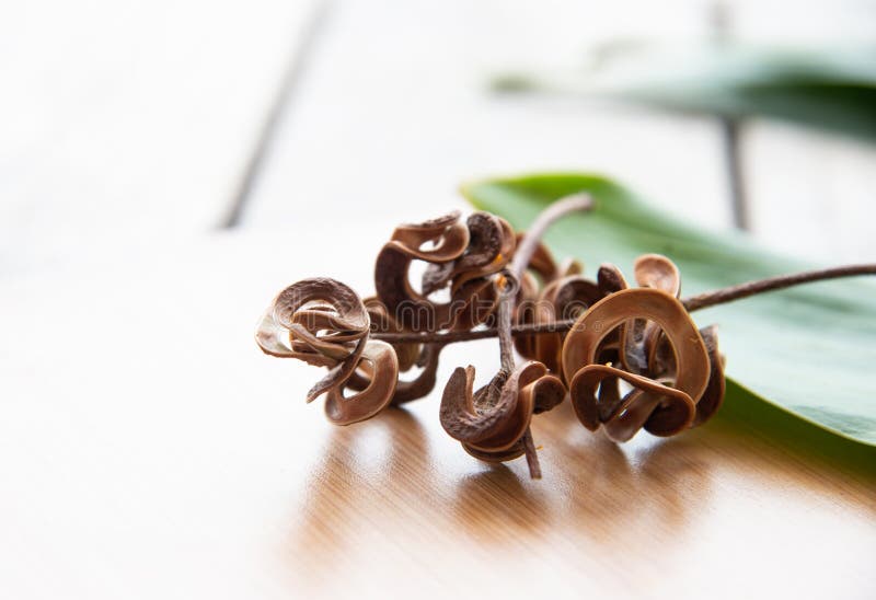 Acacia Mangium, Tropical Tree in Thailand Stock Photo - Image of ...