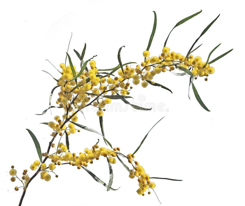Acacia saligna stock image. Image of flora, saligna - 375589667