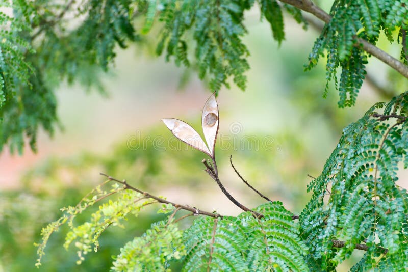 Close Up of a Acacia Tree String Bean Stock Image - Image of acacia ...