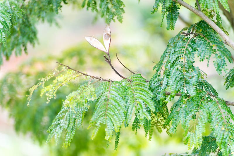 Root of Acacia Tree Spreading on the Ground Stock Image - Image of ...