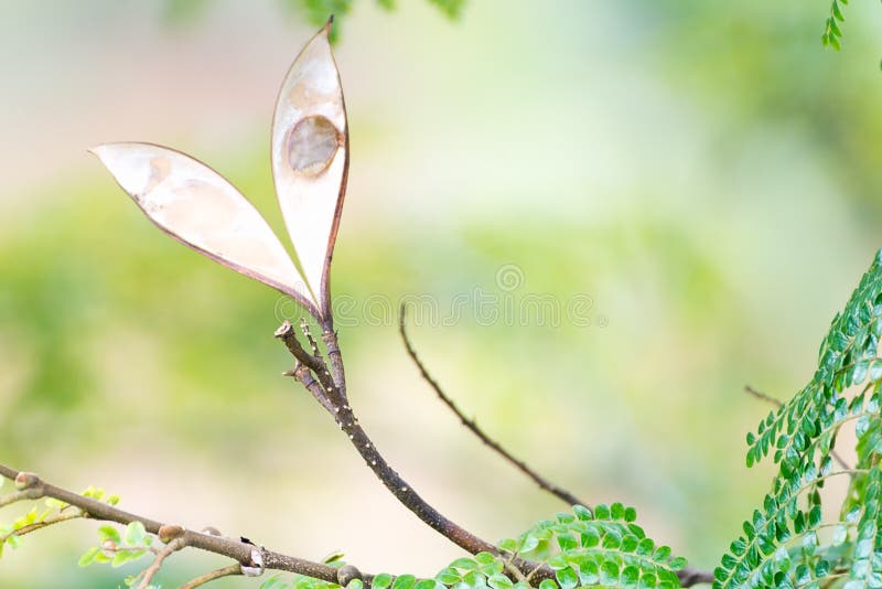 Close Up of a Acacia Tree String Bean Stock Image - Image of broad ...