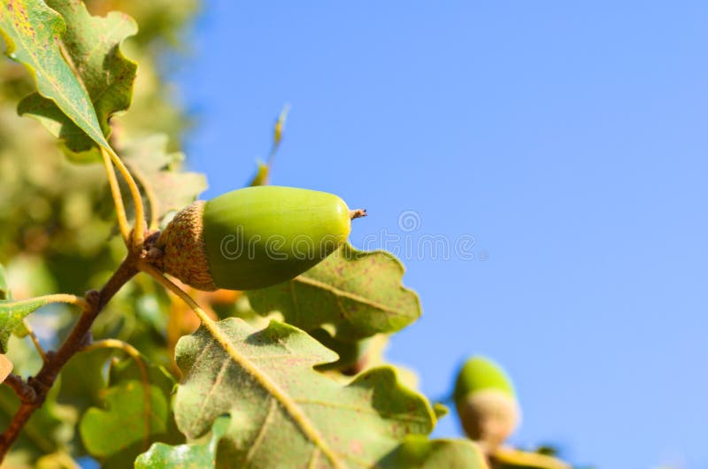Close up of acorn stock image. Image of plant, acorn - 27076405