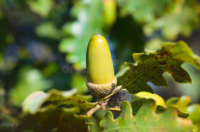 Close up of acorn stock photo. Image of botany, autumn - 27076416