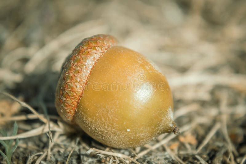 Close-up Of An Acorn Picture. Image: 109889754