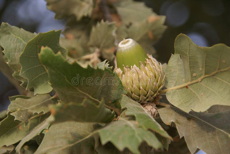 Close up of an acorn stock image. Image of fruit, garden - 209559353