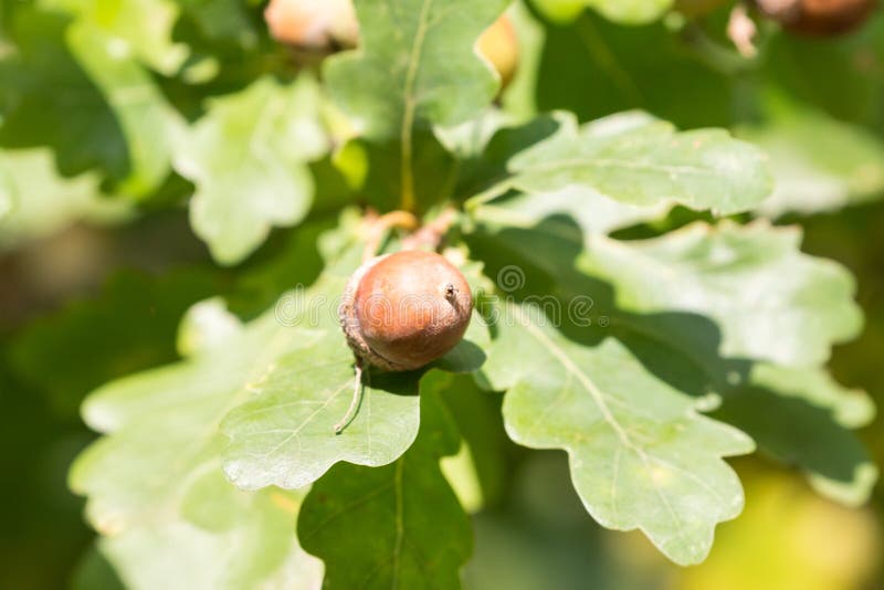 Close-up Of An Acorn Picture. Image: 109889754