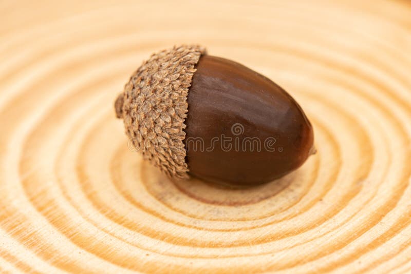 Close-up of Acorn on Tree Stump Stock Image - Image of organic ...